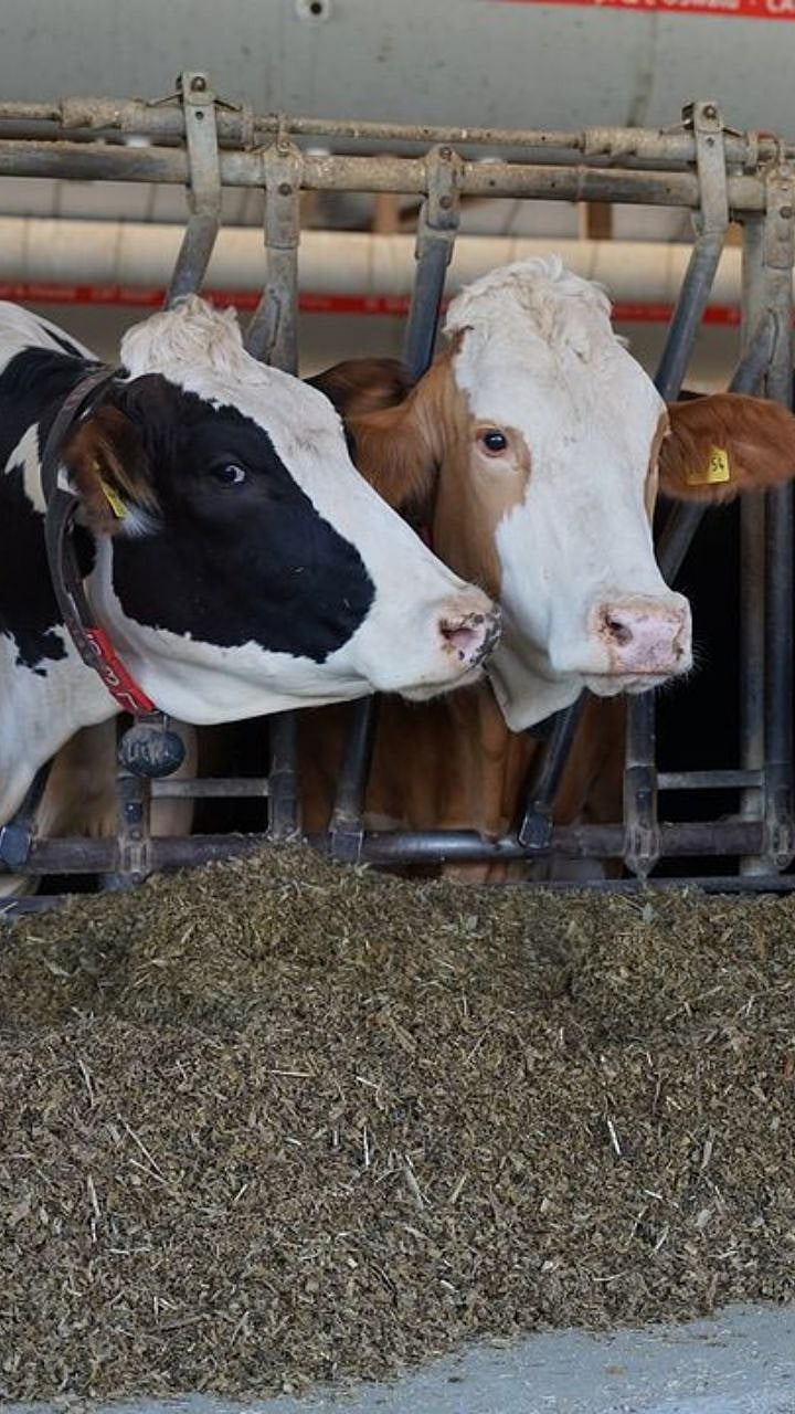 Tick Control : दुभत्या जनावरांमधील गोचीड नियंत्रण कसे करावे ? । How to ...