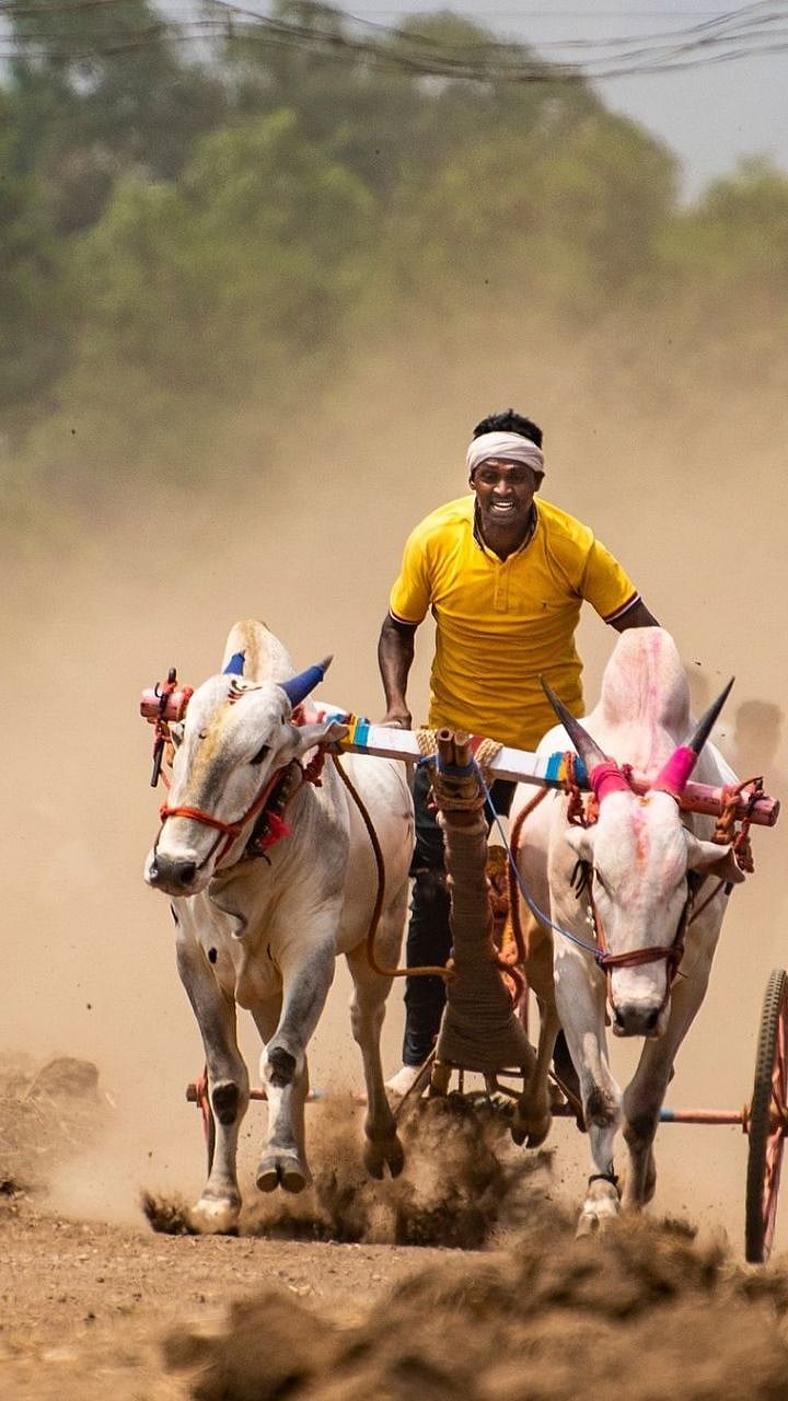 Bullock Cart Race : बैलगाडी शर्यतीचं आयोजन करायचंय ? मग हे नियम वाचाच ...