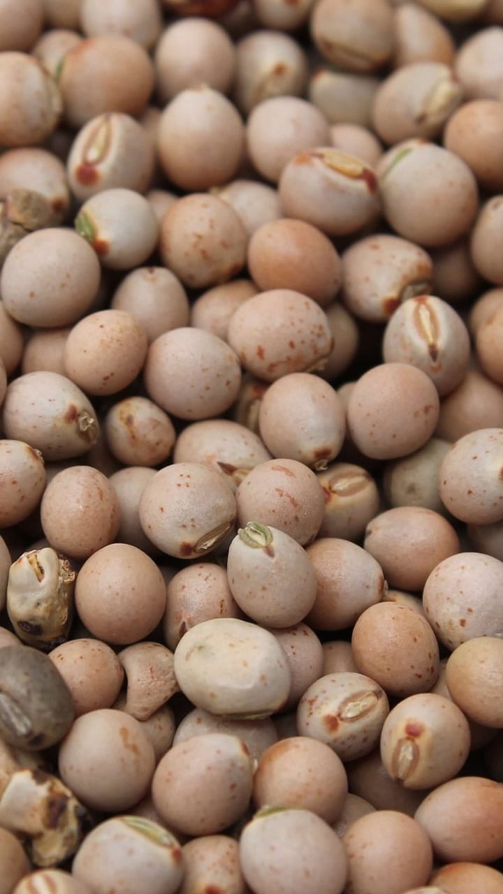 Tur Variety : जमीन, पाऊसमाना नुसार तुरीचे कोणते वाण आहेत?|What are the ...