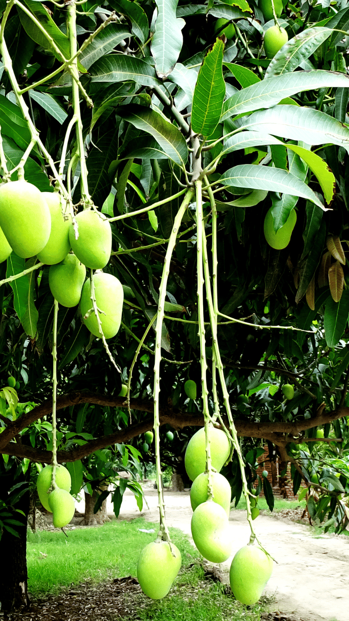 Gavran Mango : गावरान आंब्याची चव का झाली दुर्मीळ?| Why desi mango ...