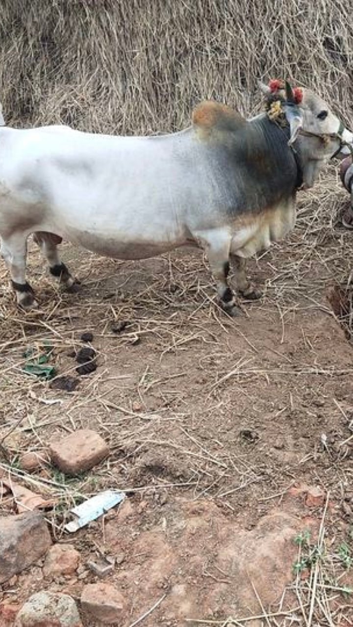 Punganur Cow : अडीच फुटी दुर्मिळ गाय, तिच्या दुधात आहे अद्भुत शक्ती ...