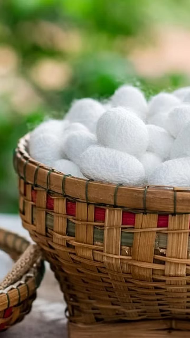 Reshim Sheti । म्हसोबावाडीचे शेतकरी रमले रेशीम शेतीत । Farmers of ...