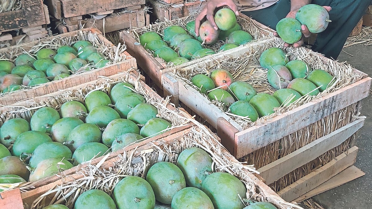 Konakan Mango Season । कोकण हापूस हंगाम अंतिम टप्प्यात । Konkan hapus ...