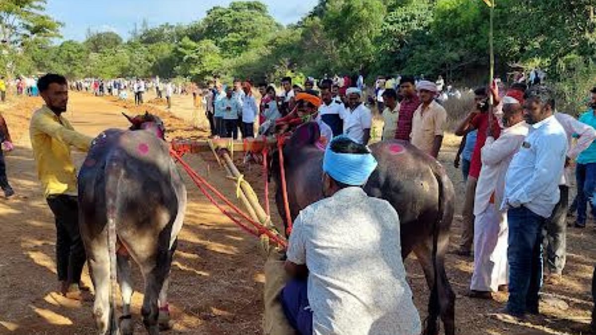 Kolhapur Bail Gada sharyat । बैलगाडा शर्यतीचा थरार आणि बदललेला गावगाडा ...
