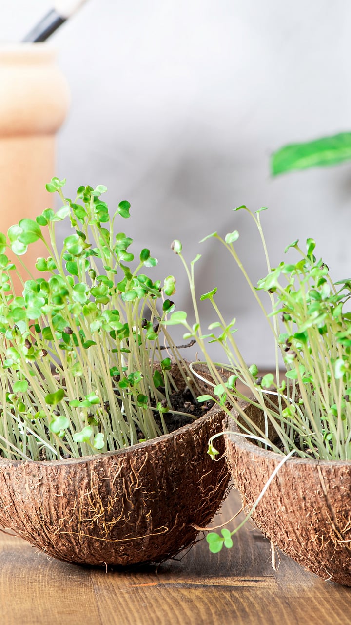 Microgreens : मायक्रोग्रीन्स म्हणजे काय ?|What are microgreens?