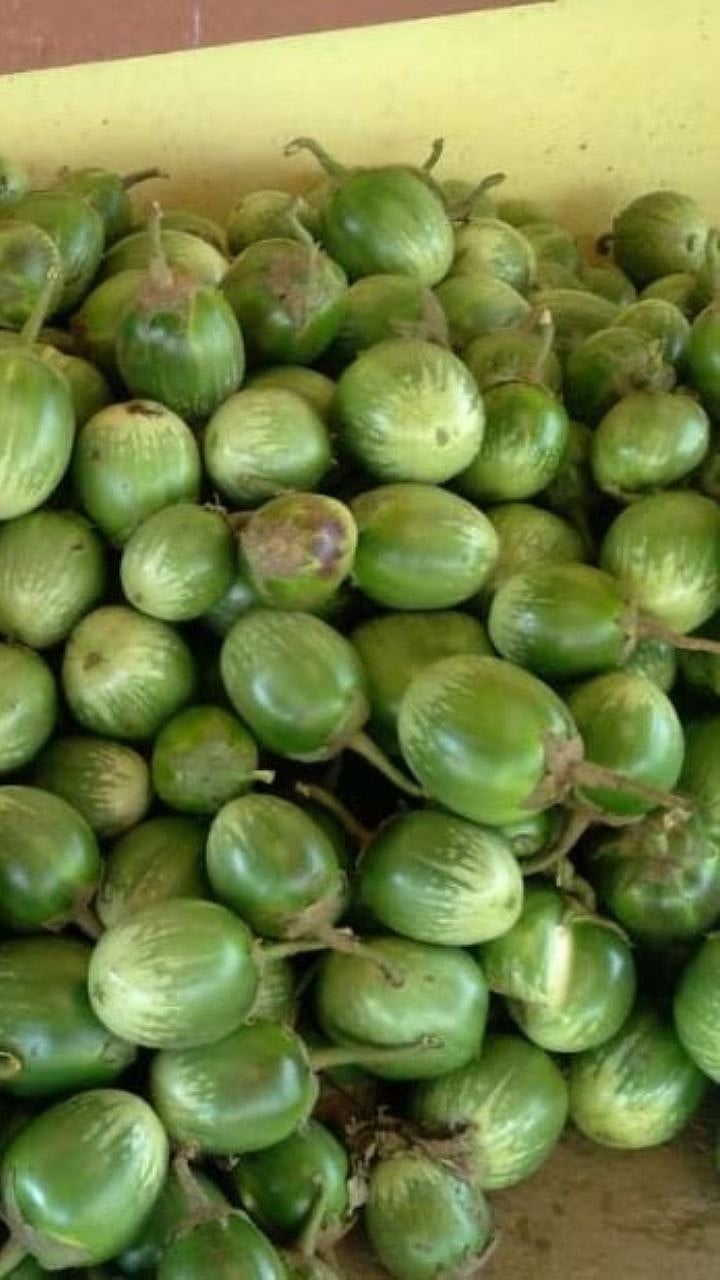 Kankavali brinjal has now received a patent under name of Kasaral ...