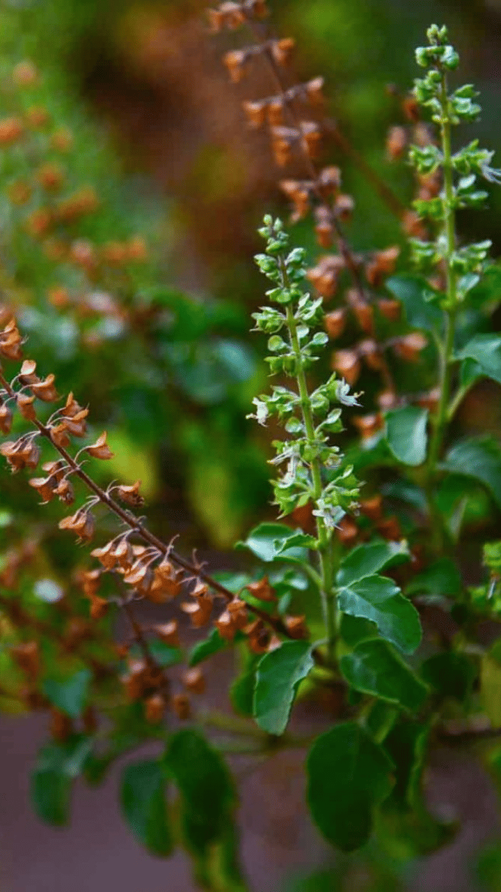 Tulasi Health Benefit । आरोग्यासाठी बहुगुणकारी तुळस। Health Benefits Of ...