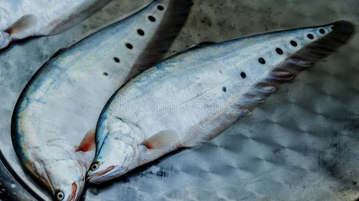 Bhigwan Fish Market । भिगवणच्या मासळी बाजारात दुर्मिळ चित्तल मासा ...