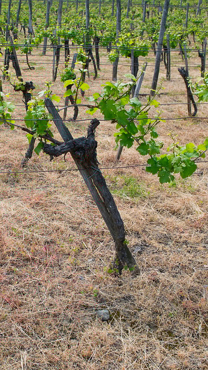 Grape Management : द्राक्ष बागेत सध्या कोणत्या समस्या येऊ शकतात? |What ...