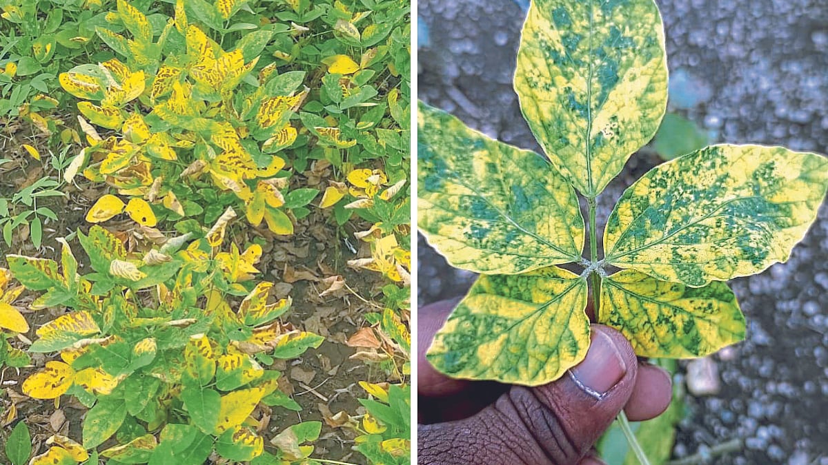 Soybean Disease : सोयाबीनवरील पिवळ्या मोझॅक व्हायरसचे नियंत्रण|Control ...