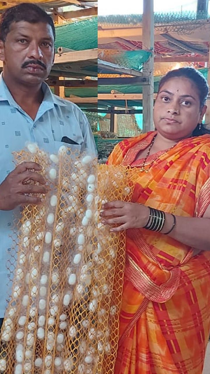 Sericulture Farming : सांगलीच्या शेतकऱ्याची ऊस पट्ट्यात रेशीम शेतीचा ...