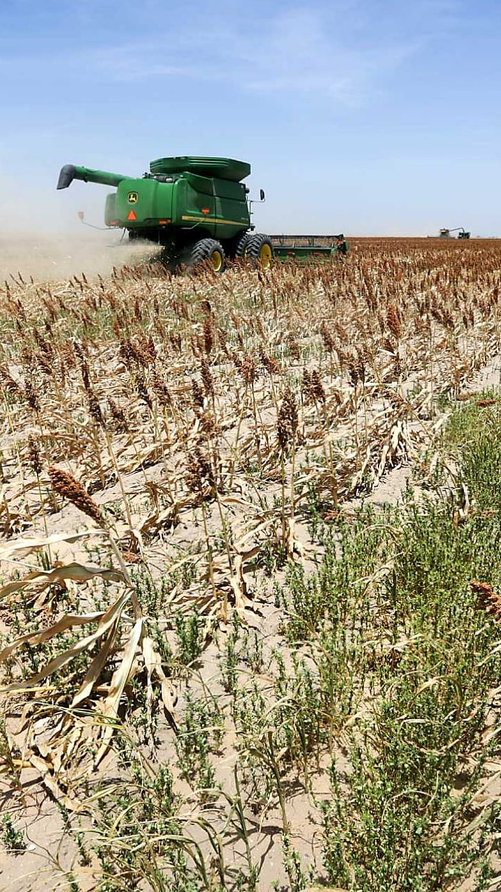 Dry Farming Technology : कमी पाण्यात शेती? ड्राय फार्मिग म्हणजे काय ...