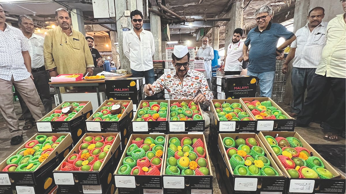Malawi Manago : ‘मालावी मॅंगो’ मुंबईत दाखल|'Malawi Mango' entered Mumbai