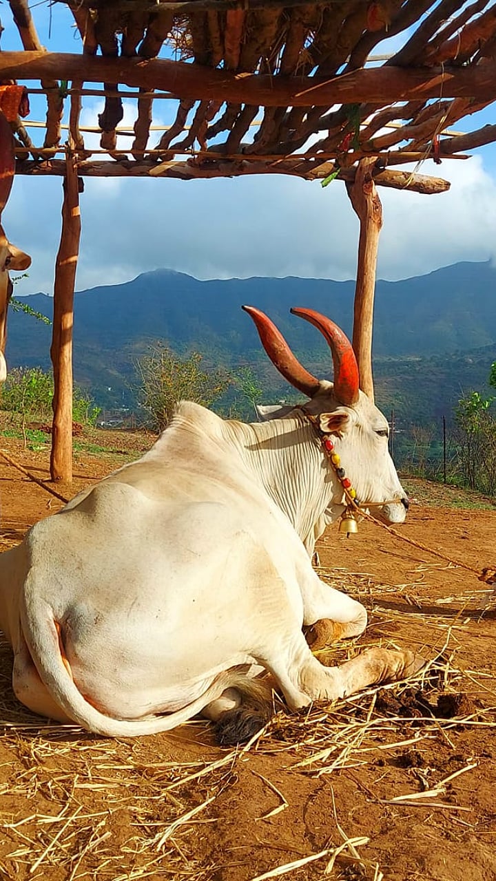 Cow In Maharashtra| नजरेला सुंदर भासणाऱ्या गायी तुम्ही पाहिल्यात का ...