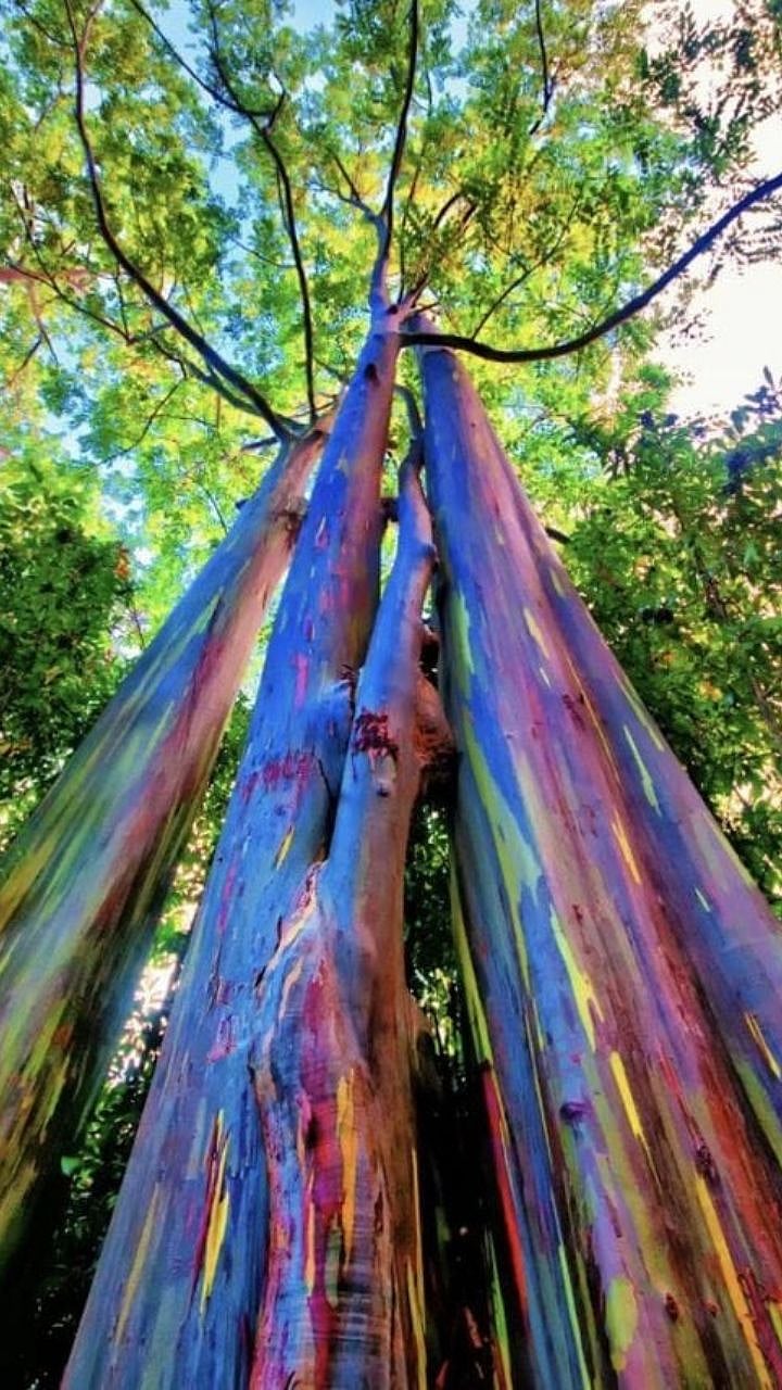 State Trees : राज्य झाडं म्हणून आंब्याला का मिळाला मान? ।Every state ...