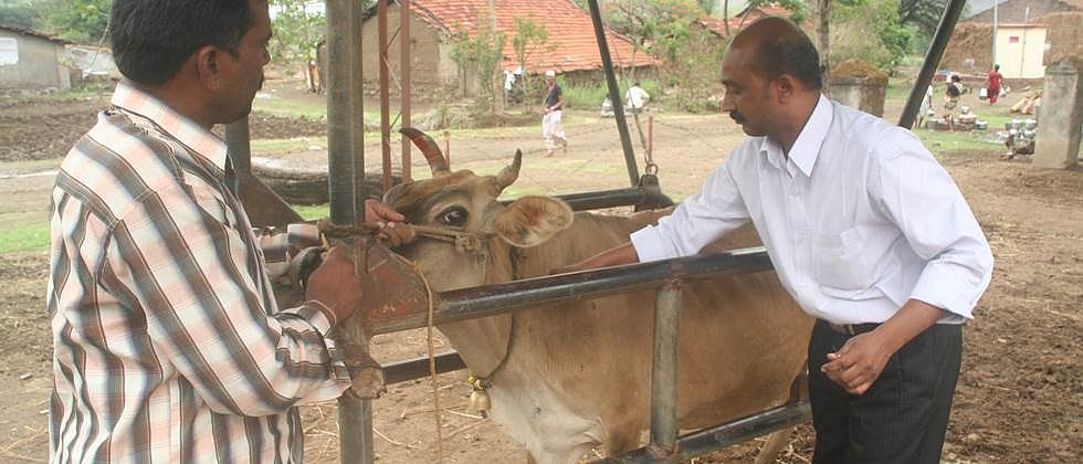 जनावरांचे फऱ्या विरोधी लसीकरण सुरु झालंय? | Black Quarter Disease In ...