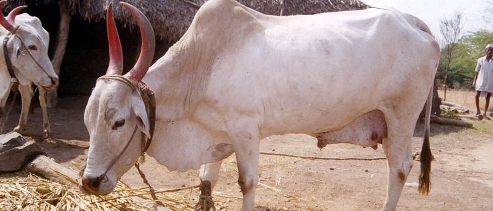 ओळखा जनावरांतील पिन्नस आजाराची लक्षणे |Identify symptoms of pinnas ...