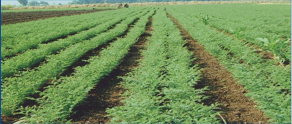 हरभरा लागवड तंत्रज्ञान|Chana Cultivation