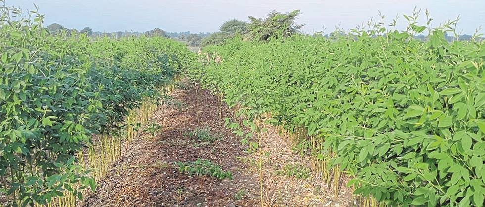 Techniques of Tur Cultivation |अर्धरब्बी तूर लागवडीचे तंत्र जाणून घ्या