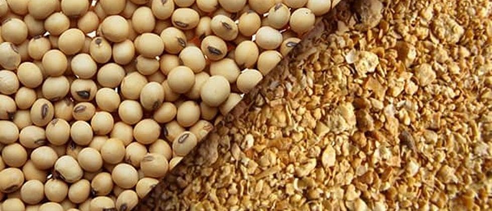 Soya DOC Export : सोयापेंड निर्यात जोमात;सोयाबीन आधार मिळेल का?