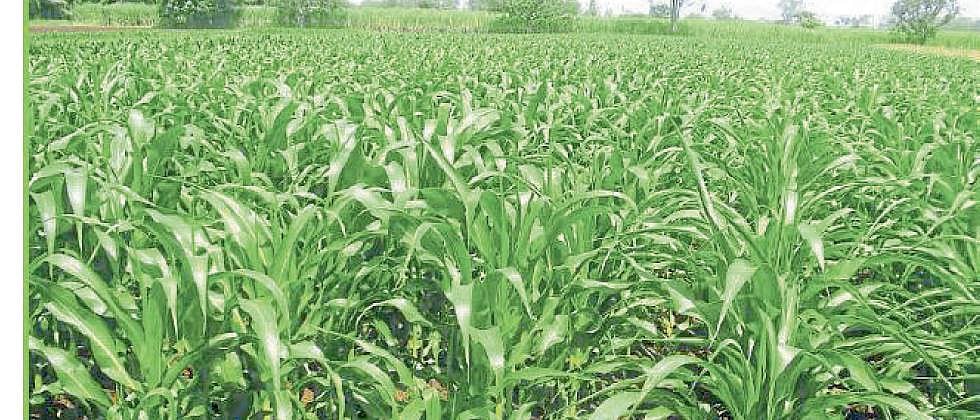 What will you take care of cotton, tur, maize crops?| कापूस, तूर, मका ...