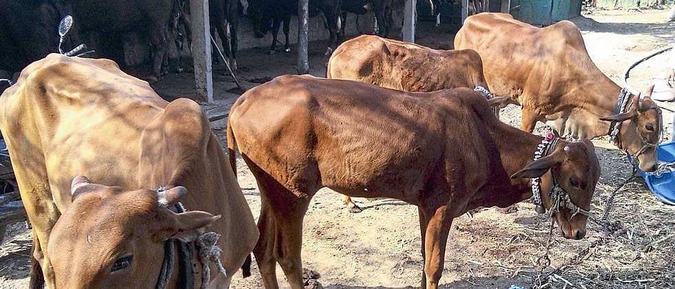 खिलार संगोपनातून कुटुंबाला आधार । Khilar Cow