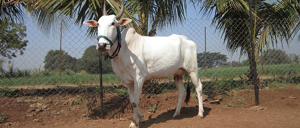 Khilar Breed । खिलार ‘लखपती’च । With the lifting of the ban on bullock cart races, there is a ...