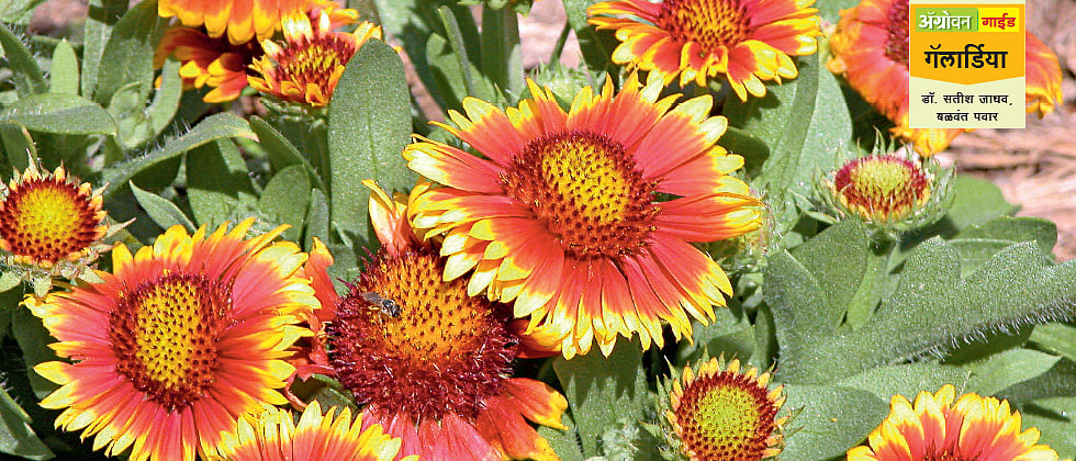 Galanda Flower In Marathi | Best Flower Site