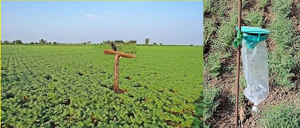 ढगाळ वातावरण ठरतेय घाटे अळीसाठी पोषक |Pod Borer Management of Chana Crop