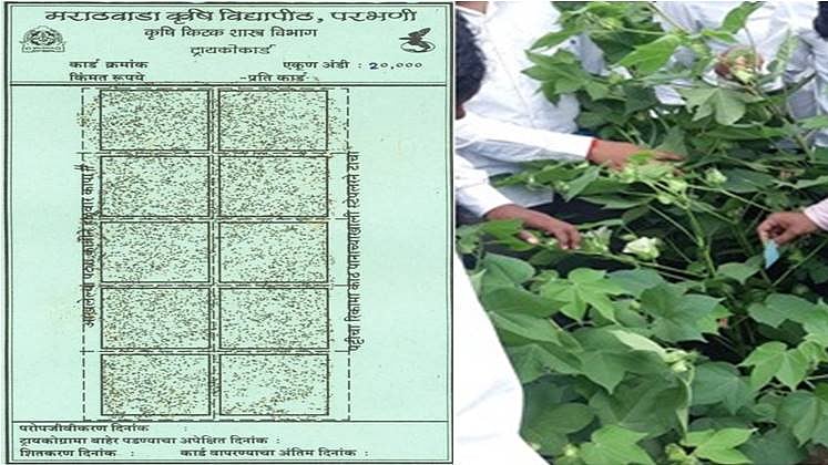 Trichocards Use : ट्रायकोग्रामा कार्ड्स चा वापर कसा करावा?|How to use ...