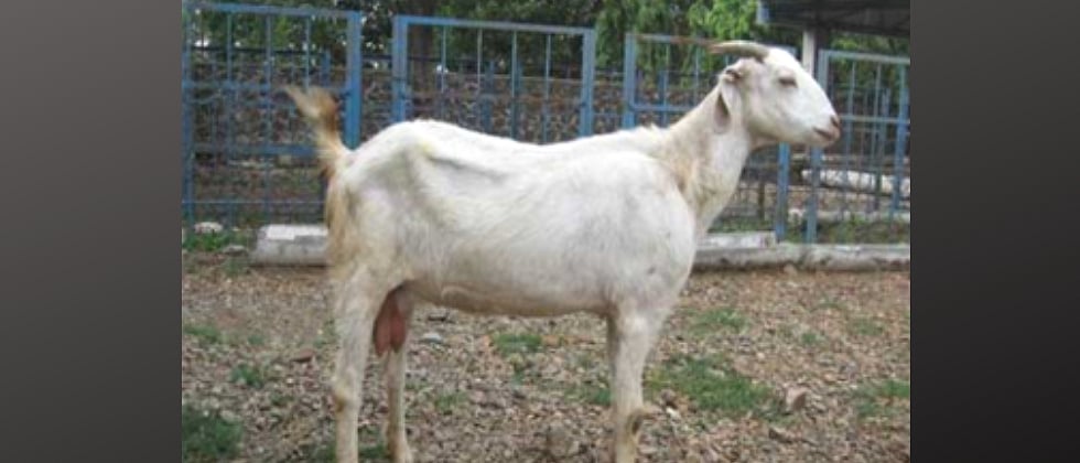 Sangamneri Goat
