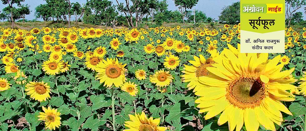 सूर्यफूल लागवड तंत्रज्ञान