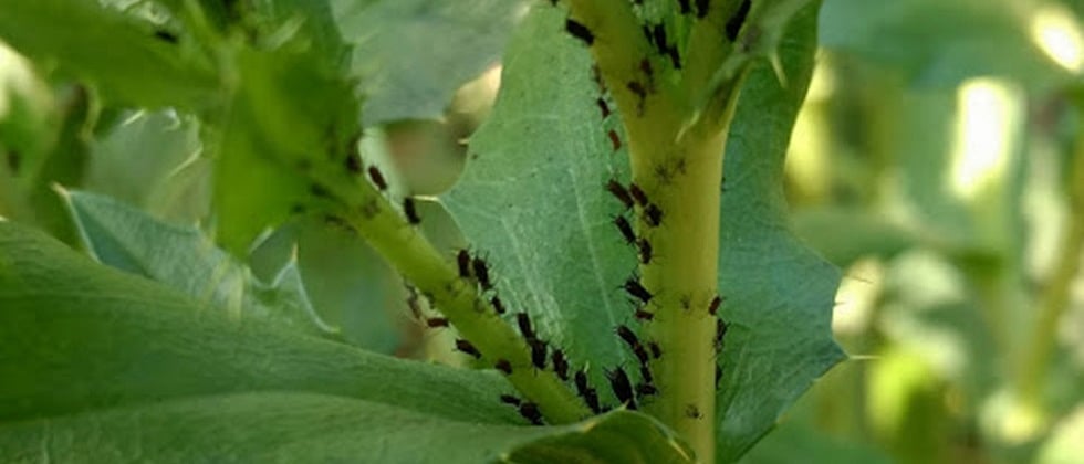 करडईवरील मावा किडीला कसं रोखता येईल?|Safflower Aphids Management