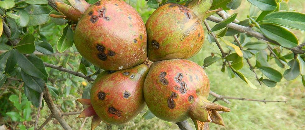 डाळिंबातील कीड- रोग नियंत्रण