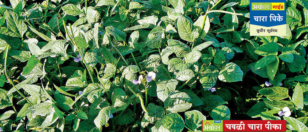 चवळी, मारवेल, स्टायलाे चारा लागवड तंत्रज्ञान