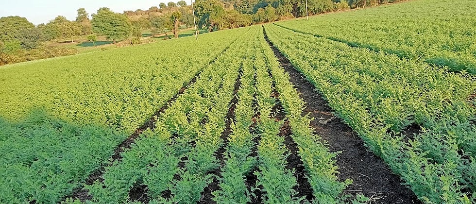 हरभरा लागवड करताना या गोष्टी लक्षात ठेवा | Chana Cultivation