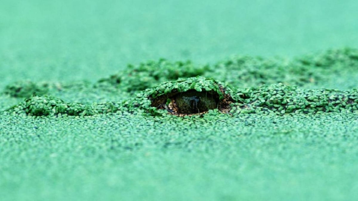 الكشف عن مخلوق عملاق يشبه التمساح جاب الصين قبل 3000 عام