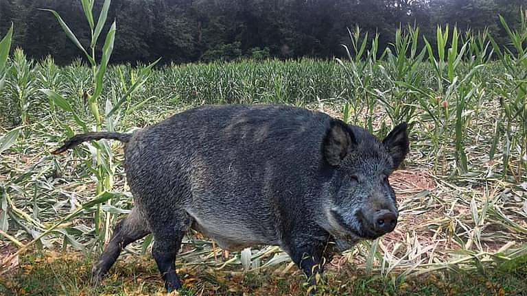 Permit farmers to hunt wild boars destroying agricultural lands: Kerala ...