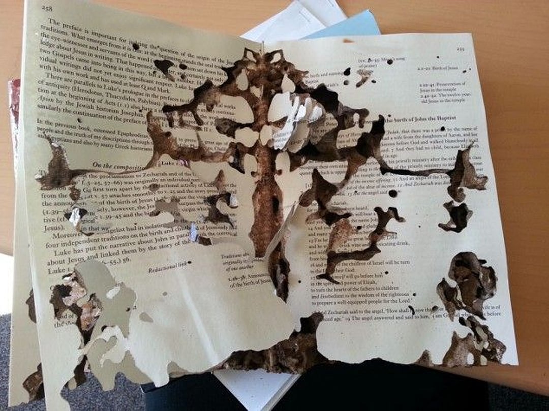 Records eaten by termites: Delhi HC quashes CIC order imposing penalty ...