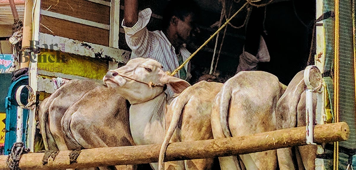 UP Prevention of Cow Slaughter Act often misused, Allahabad High Court ...