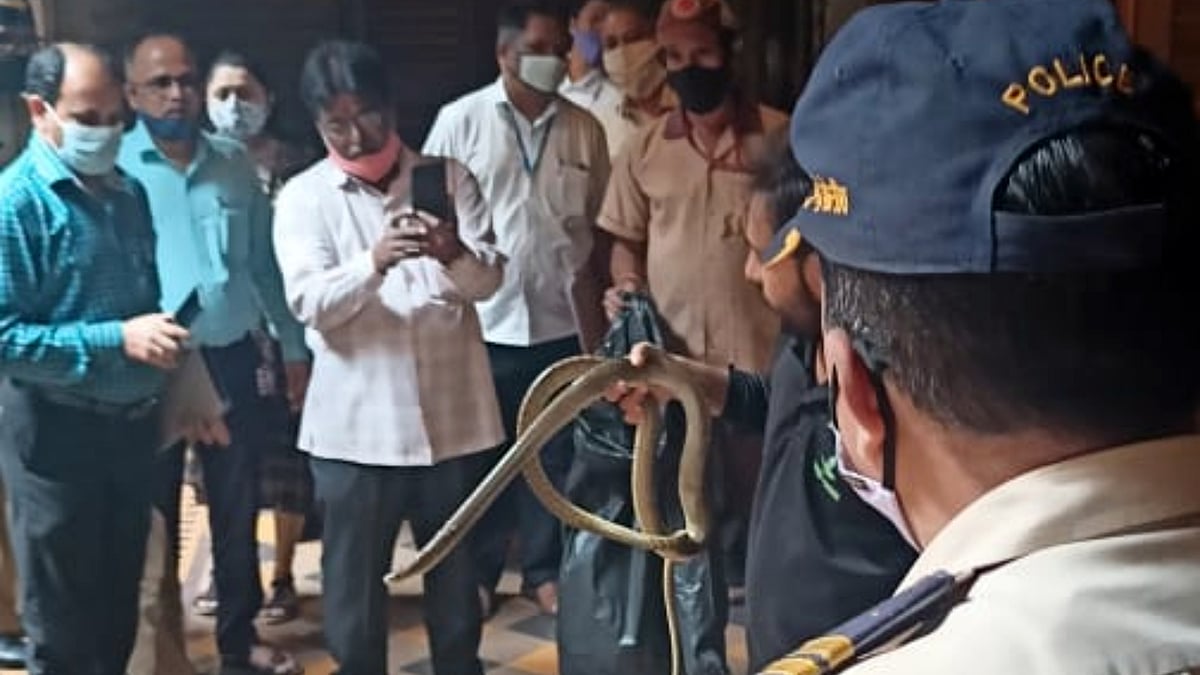 Snake found inside chamber of Bombay High Court judge