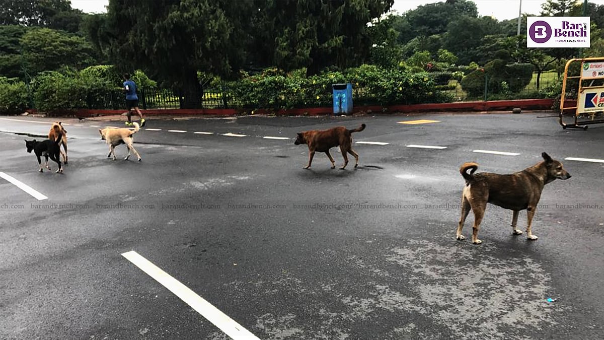 Lawyer appears in Supreme Court with injured hand after stray dog ...
