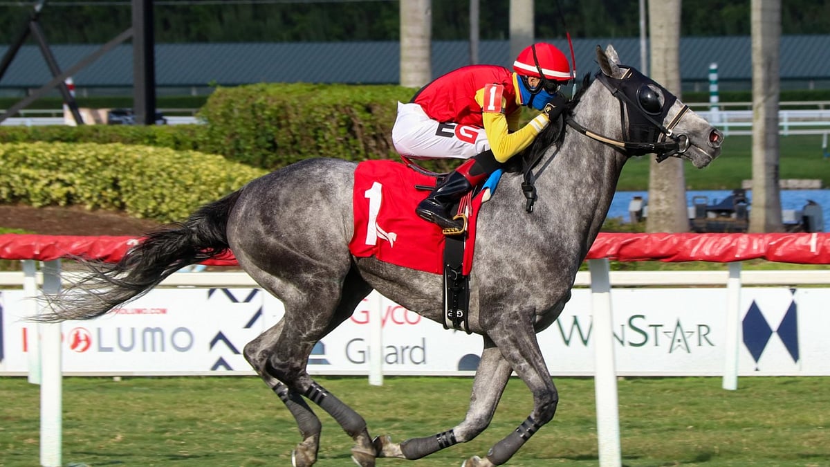 Sunday Horse Racing at Gulfstream Park: Sizzling hot God's Tipster ...
