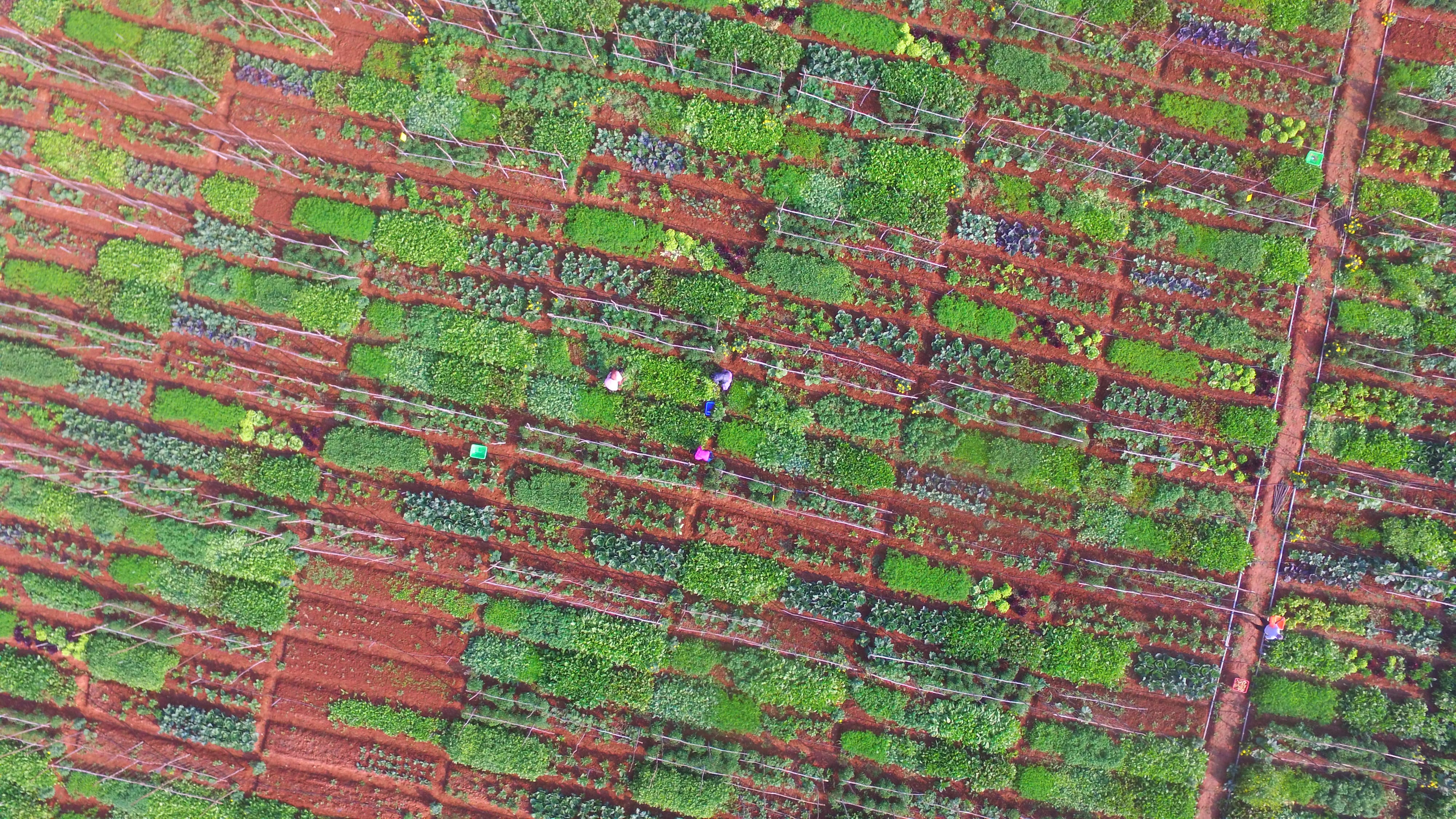 Inside Real-Life Farmville