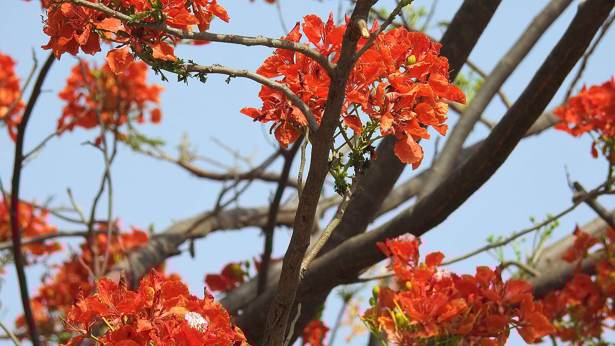 Summer Heat Waves And Natural Sun Shields: The Value of a Petal