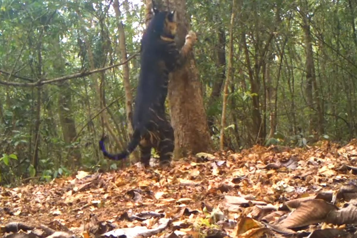 Real Melanistic Tiger