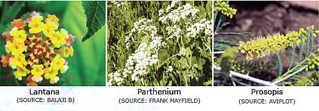 CopÃ”Ã‡Ã–s weapon to track rogue plants