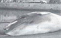 Norway defies international ban on whaling