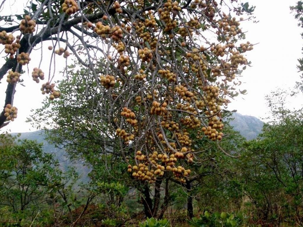 Africa’s untapped goldmine of food biodiversity