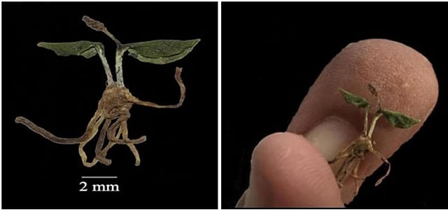 World’s smallest terrestrial fern found in Western Ghats